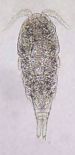 Government Shutdown Notice