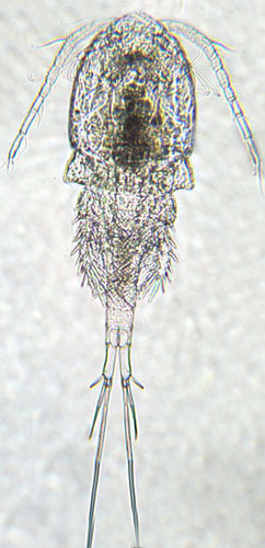 Government Shutdown Notice