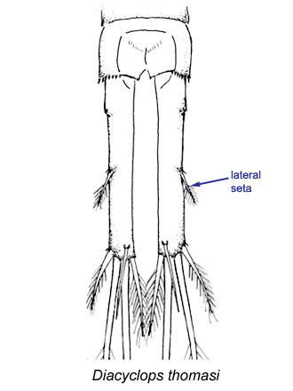 Cyclopoid Key - Question 30