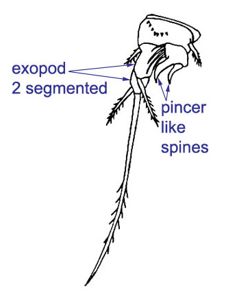Nauplii Key - Question 3