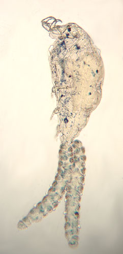 Government Shutdown Notice